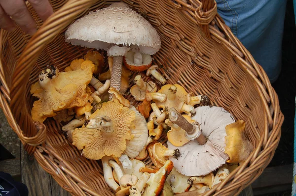Mushroom picking